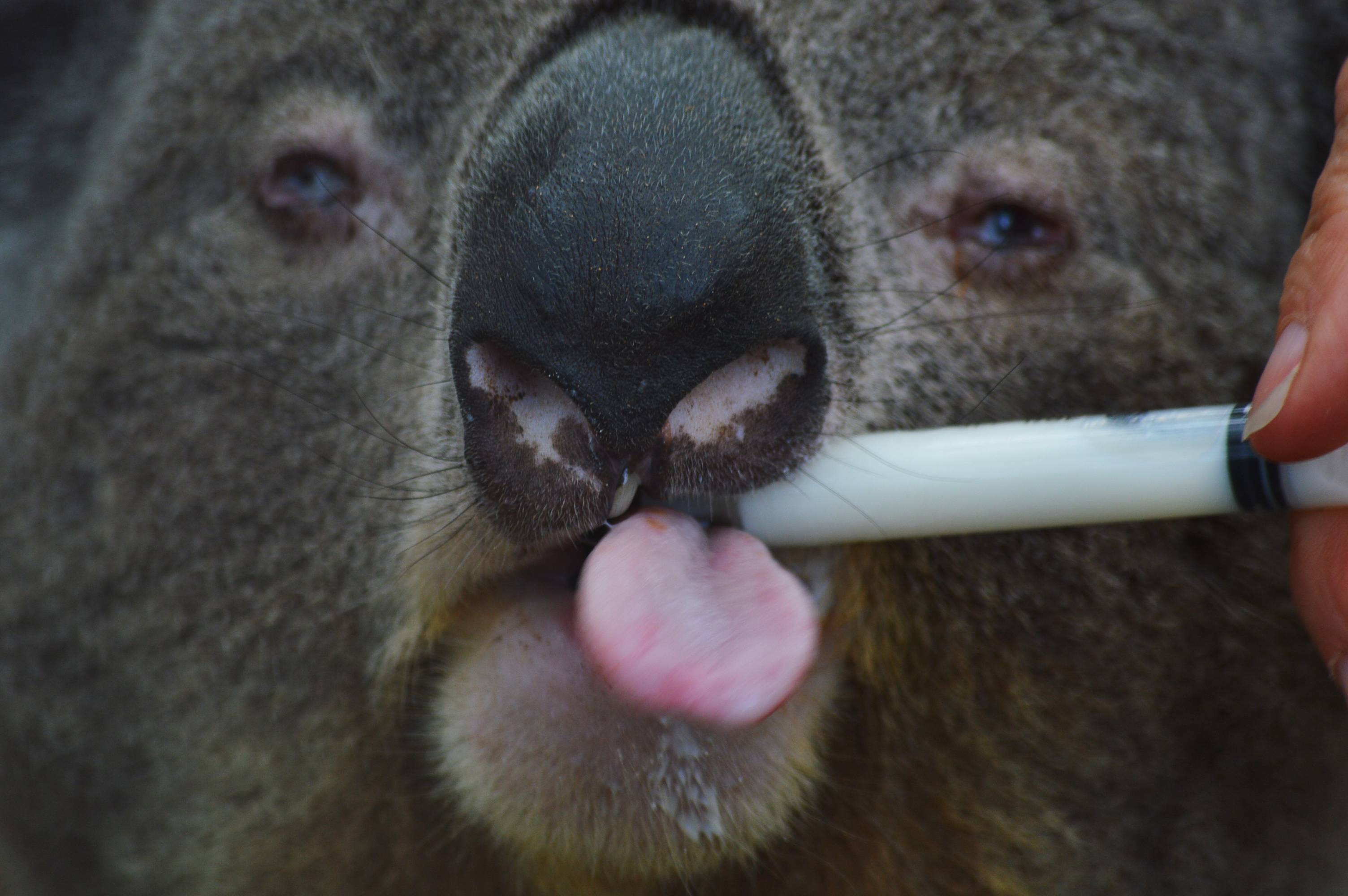 Koala Hospital