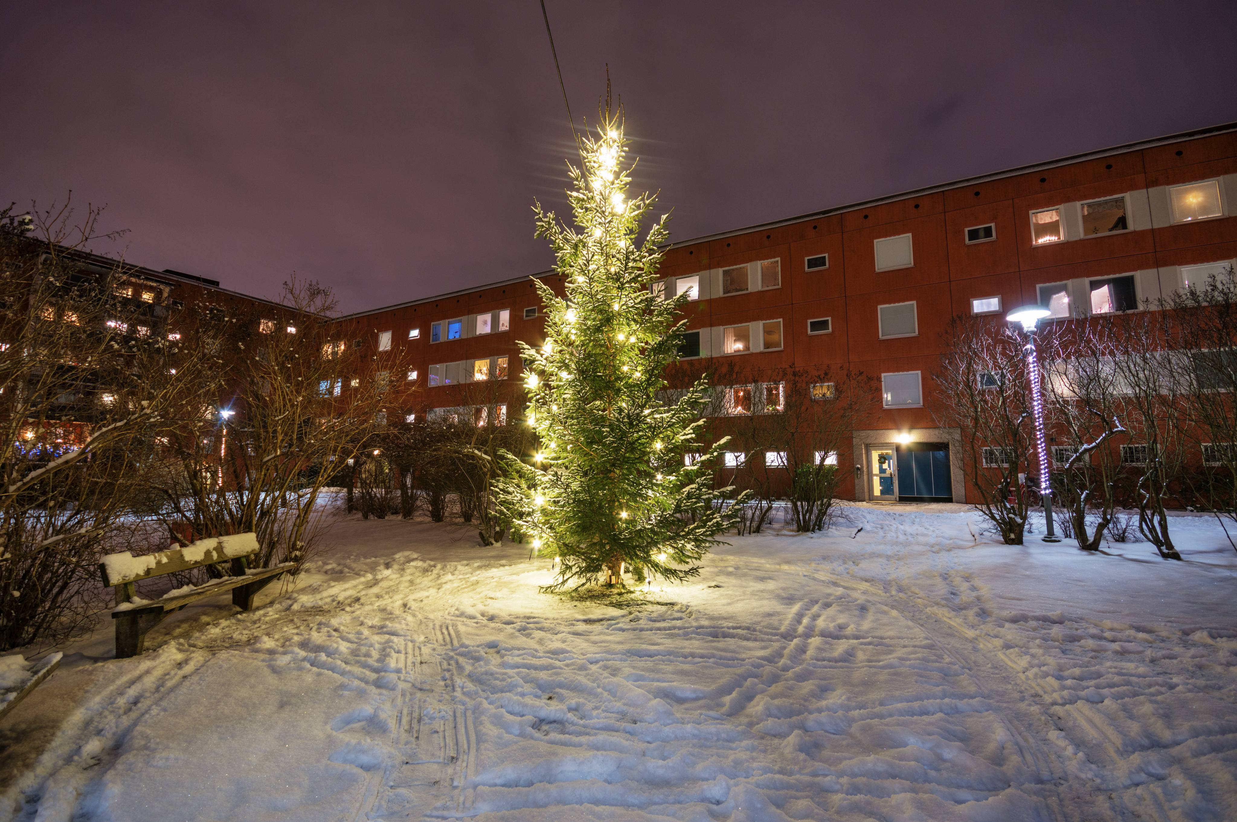 Husby Christmas Trees