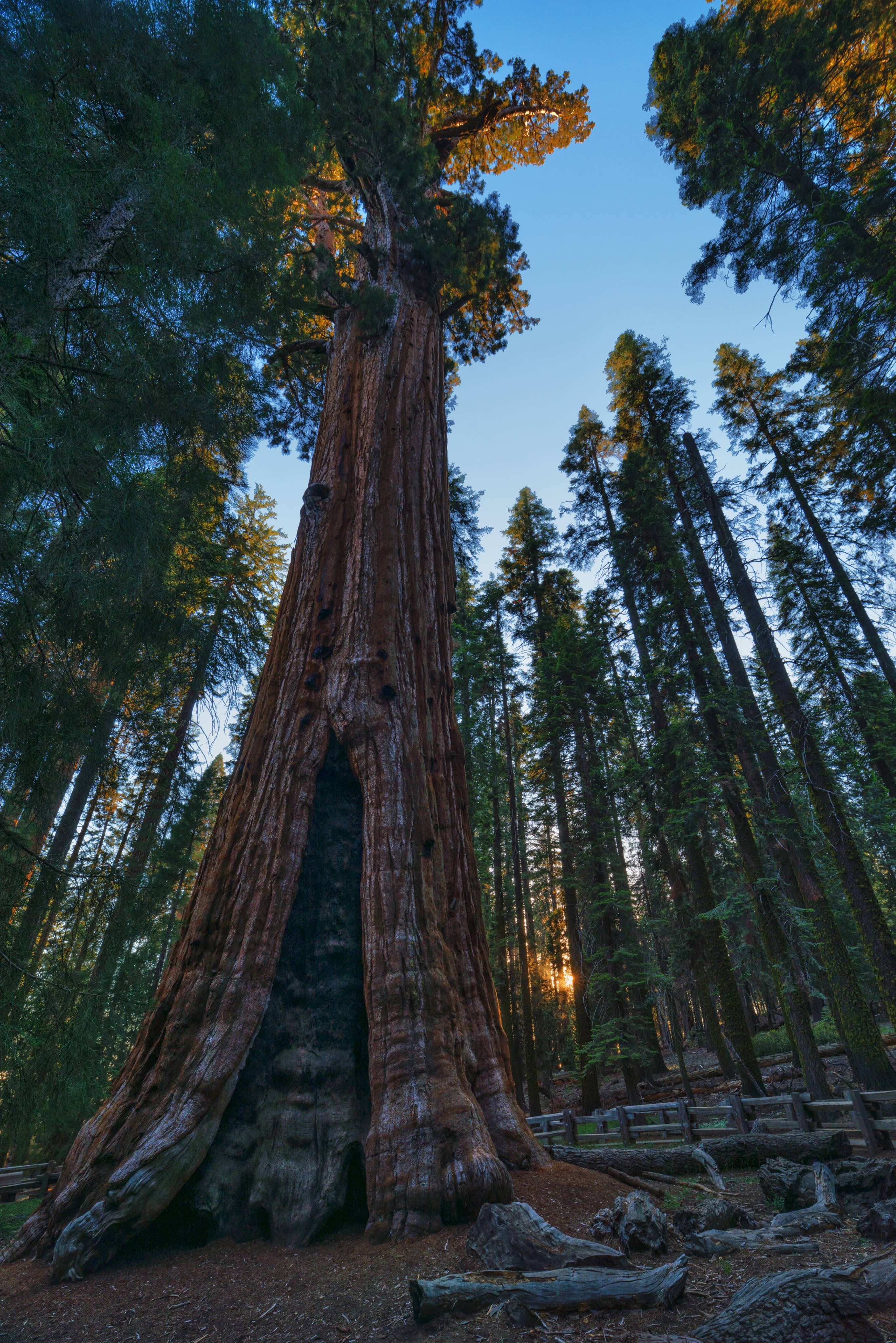 General Sherman Tree