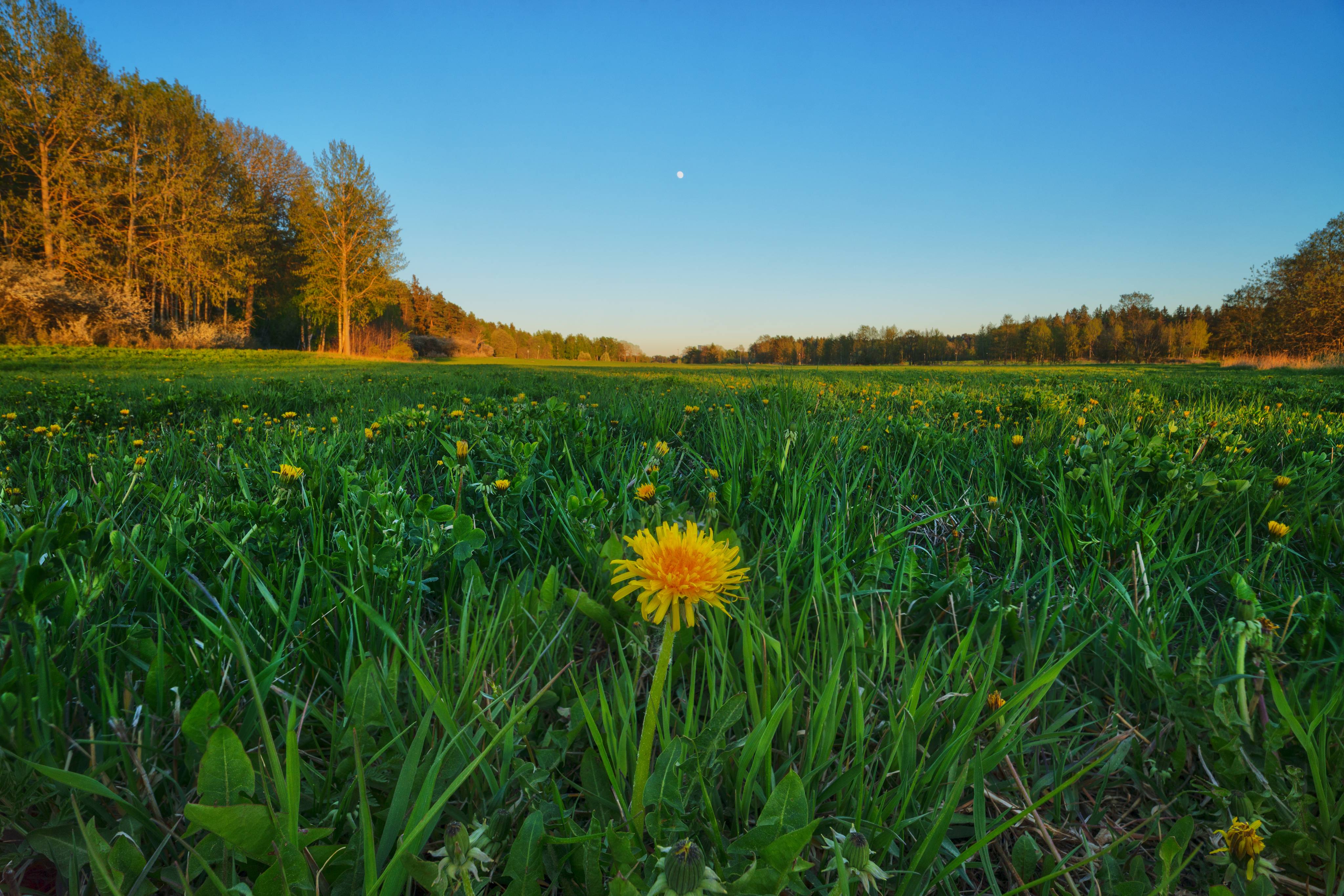 The Dandelions at Akalla By