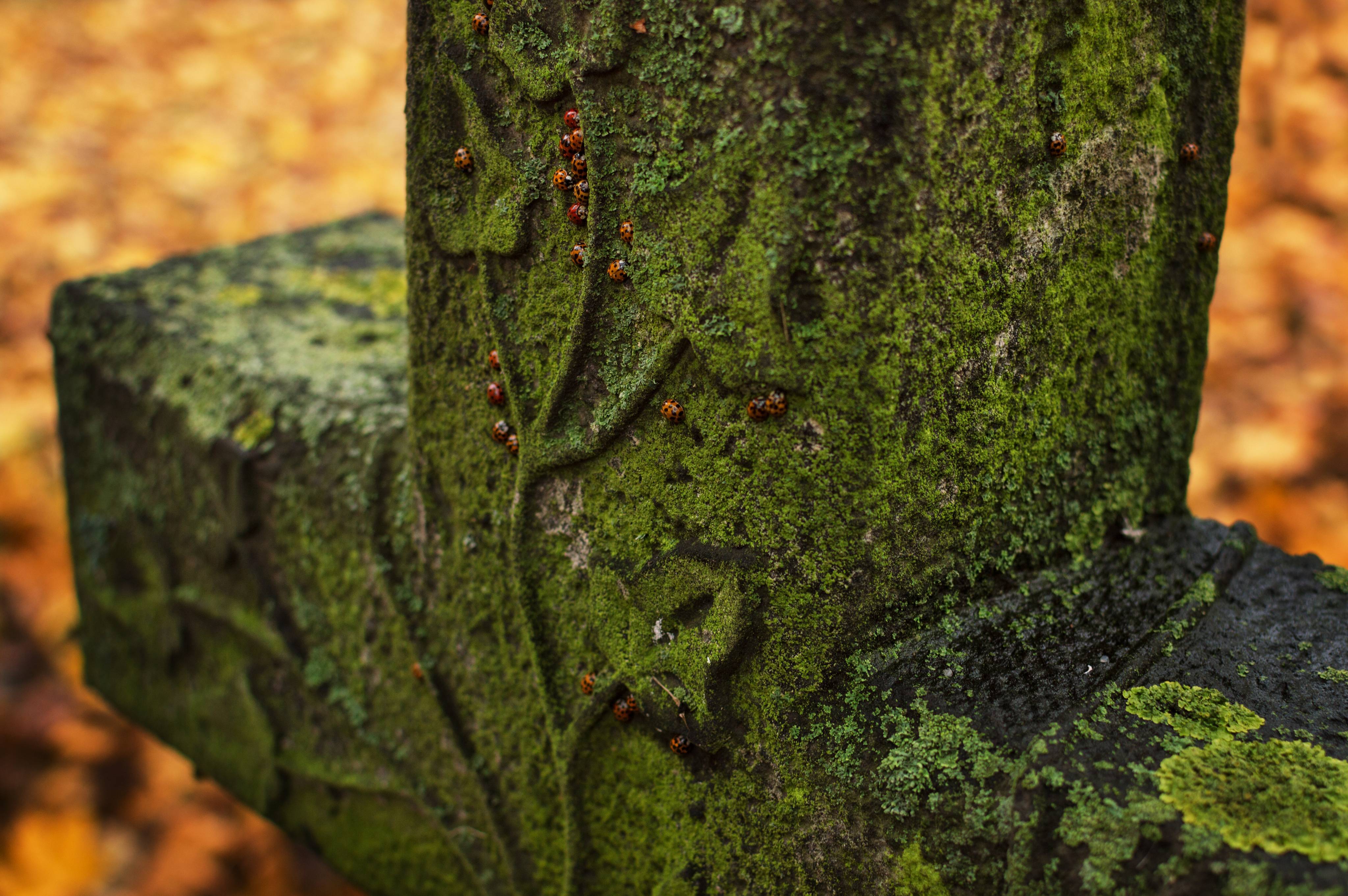 A Gathering of Ladybugs