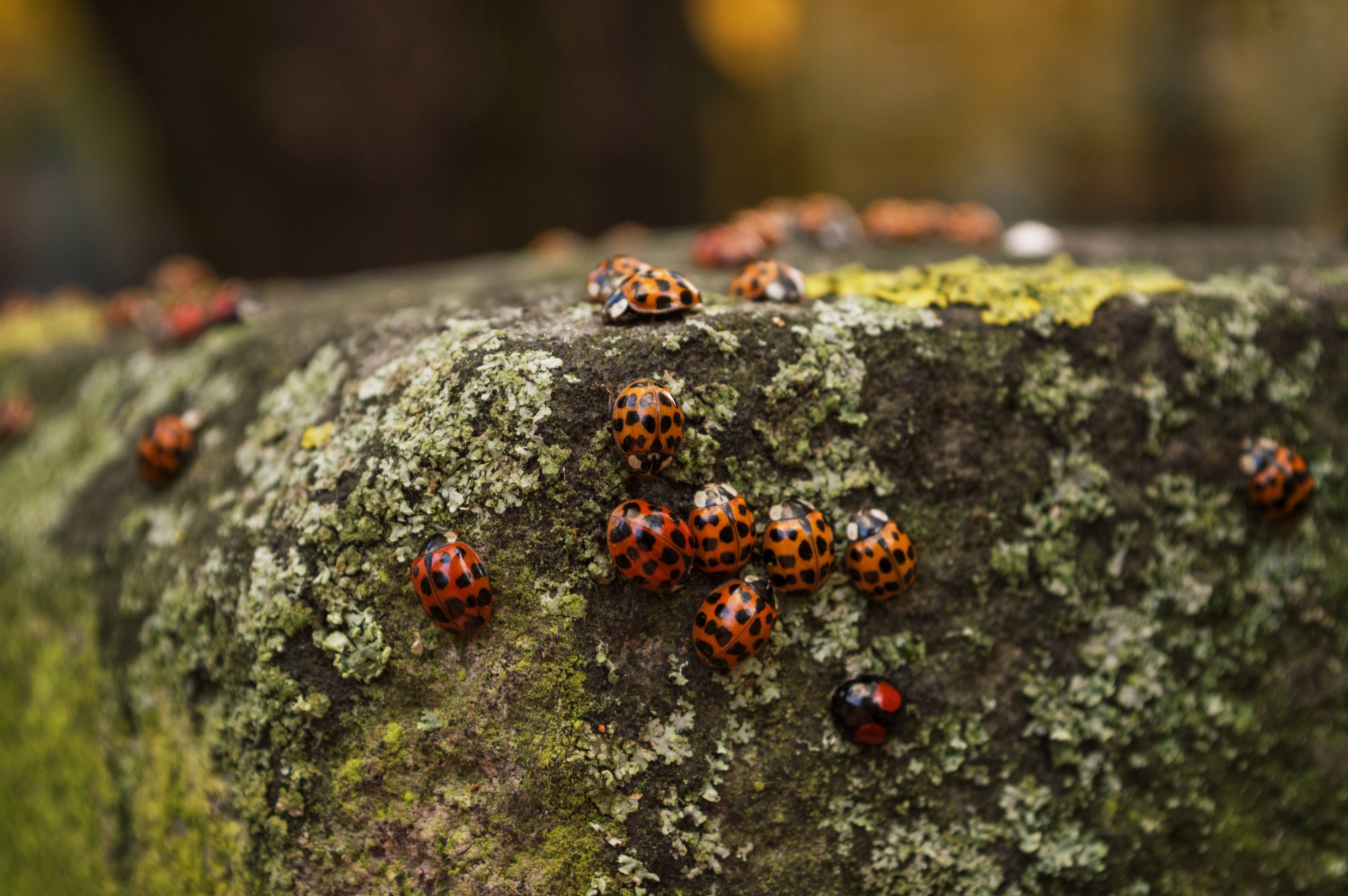 A Gathering of Ladybugs