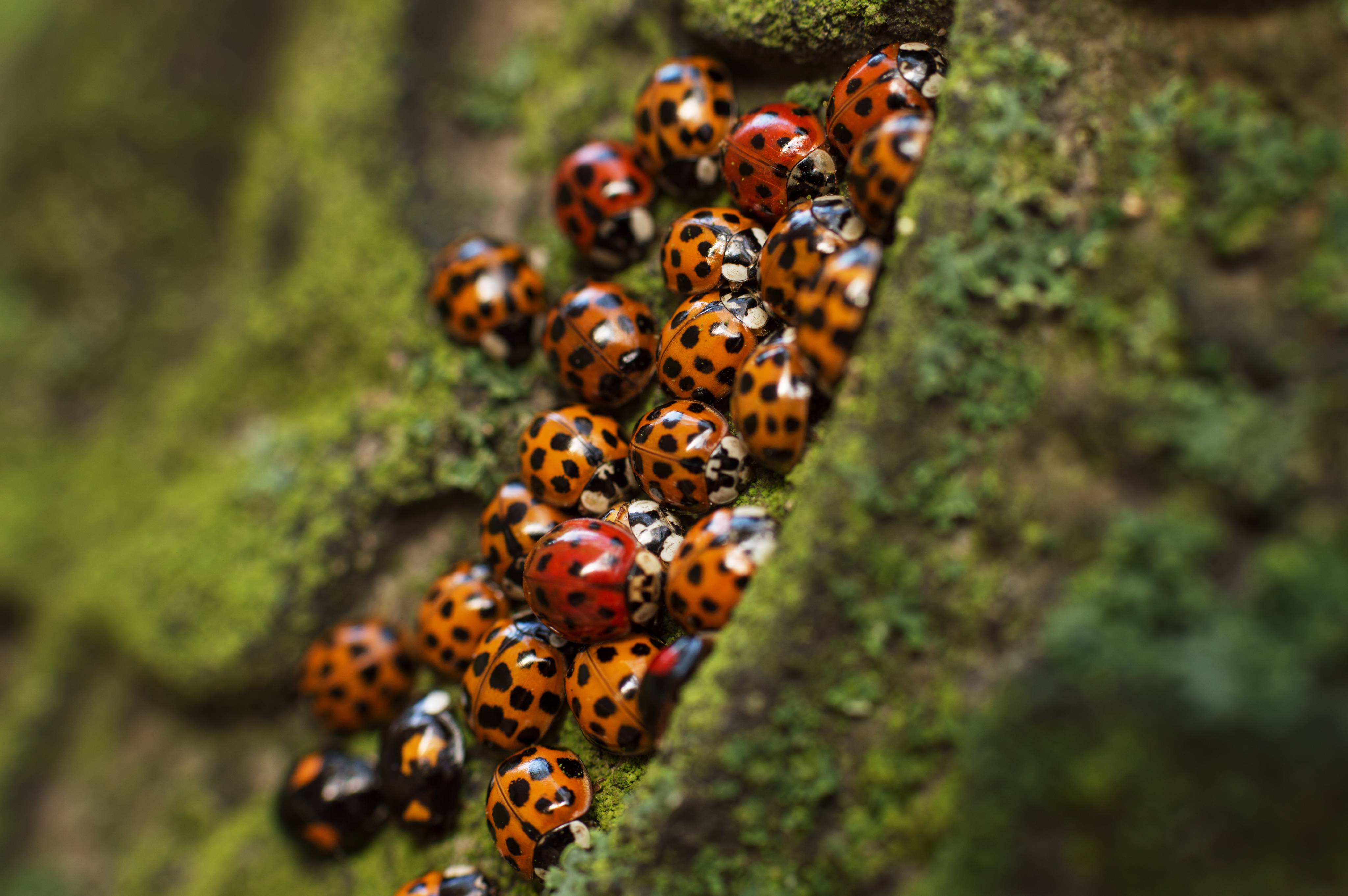 A Gathering of Ladybugs