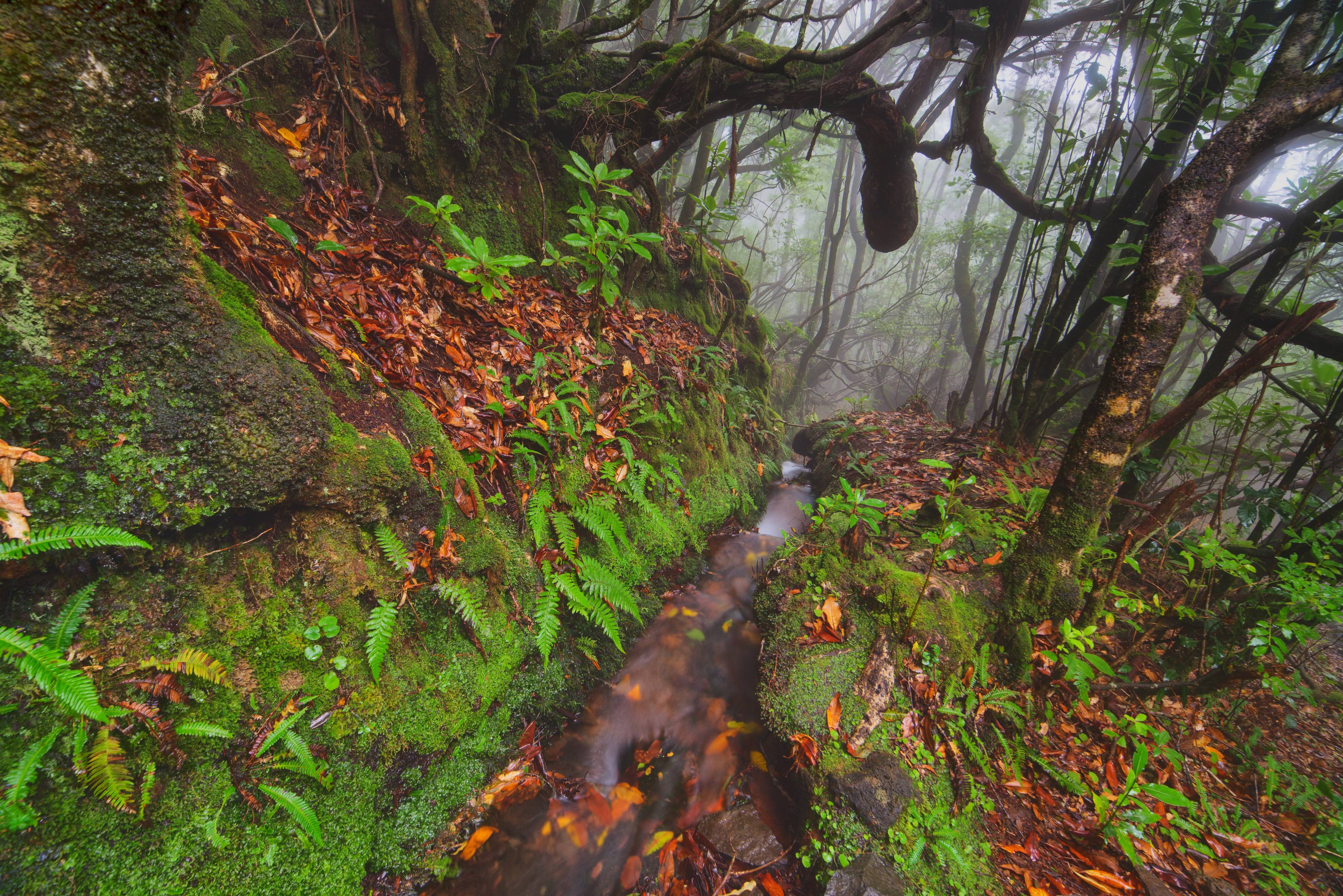Levada dos Cedros (PR14)