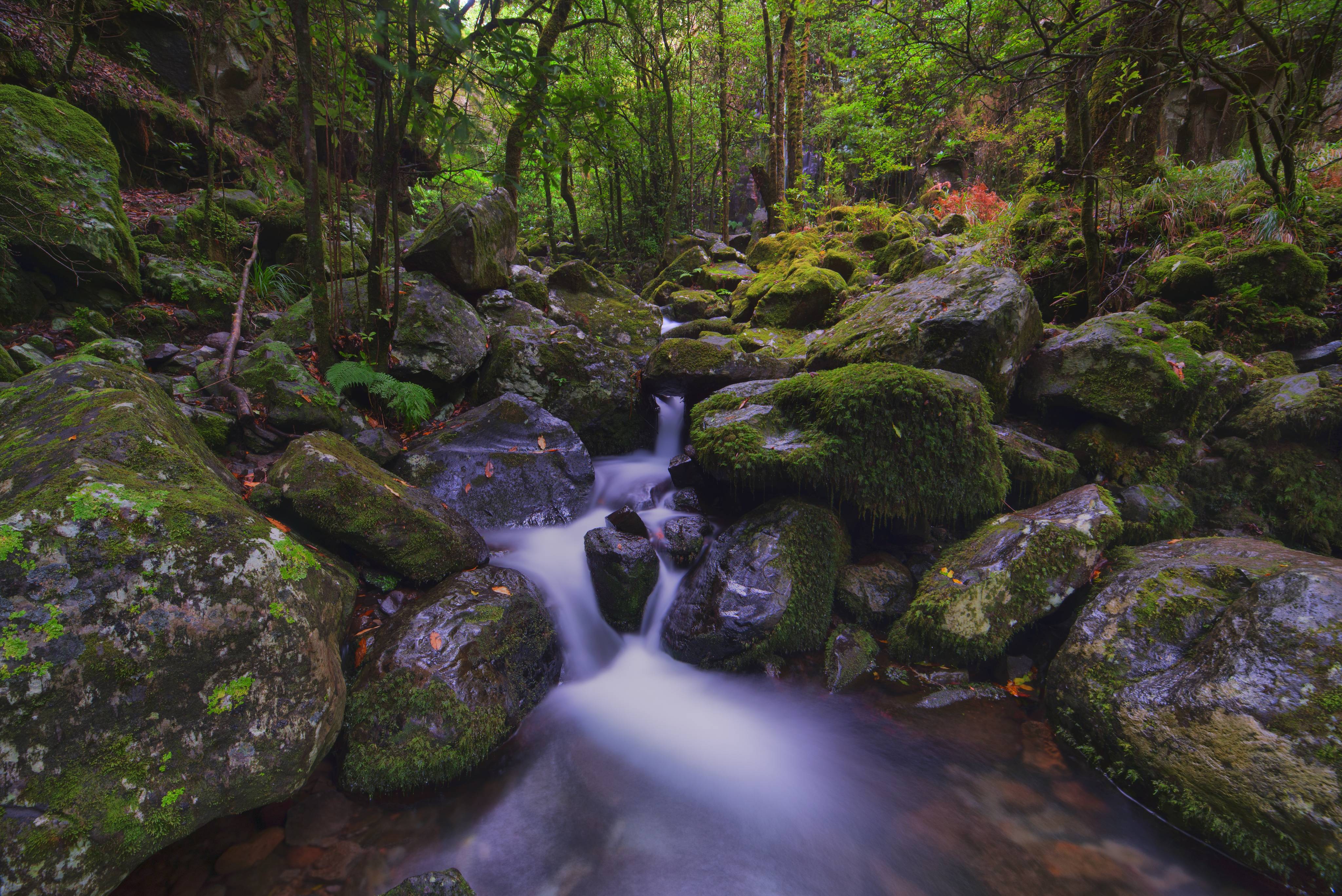Levada dos Cedros (PR14)