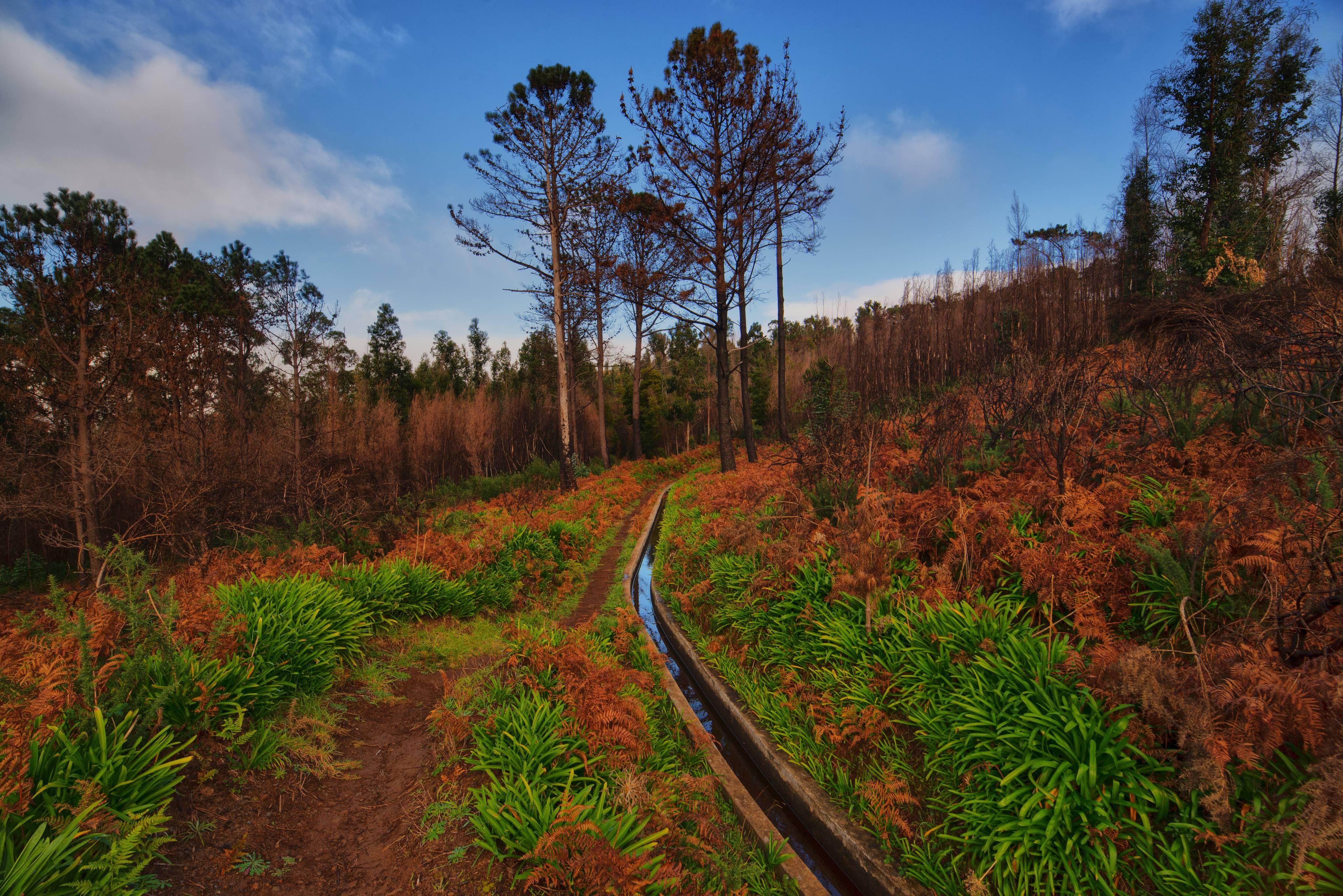 Levada Pedregal