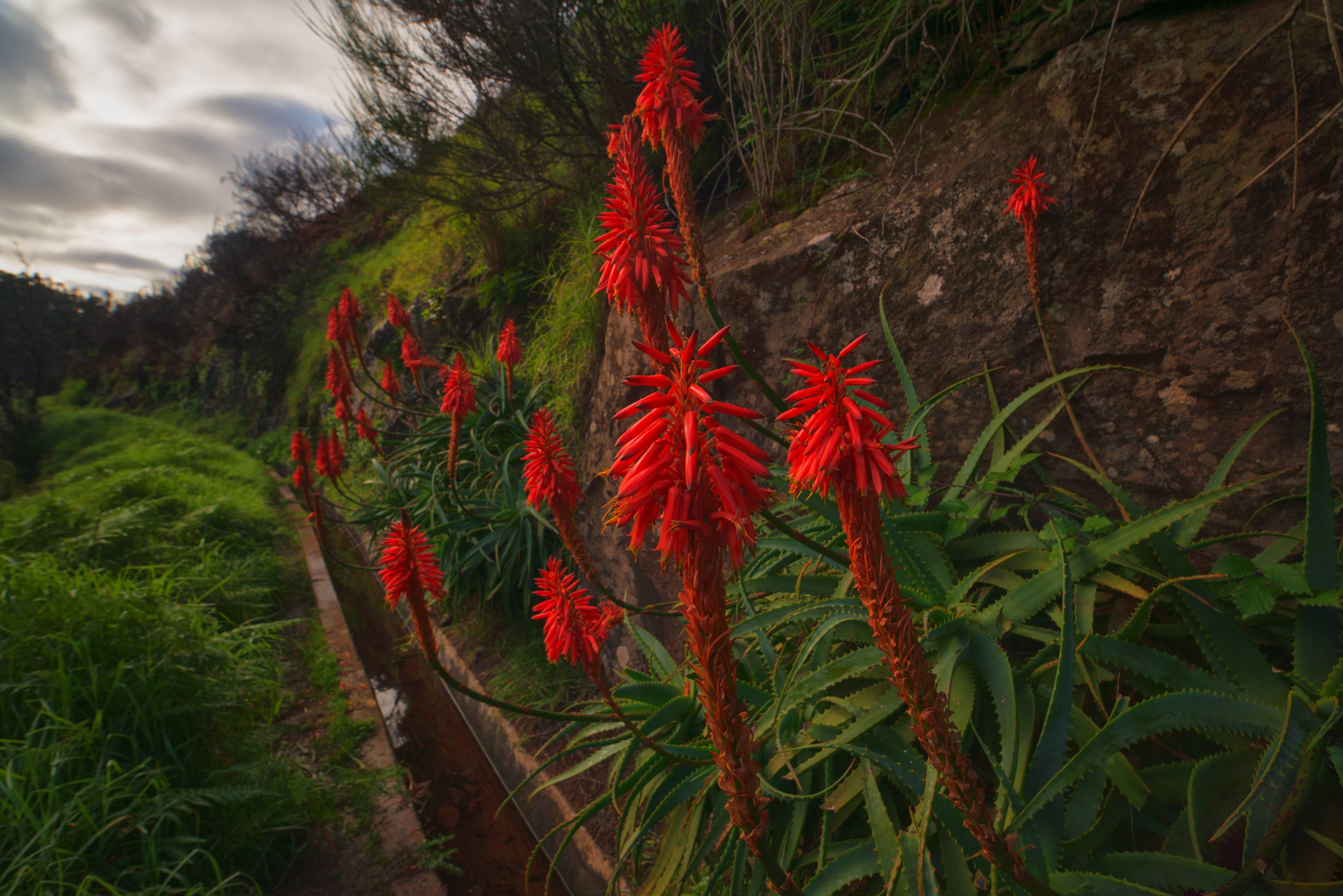 Levada Pedregal